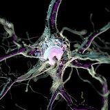 Tubulinopathies: Diagnostic and Therapeutic Challenges | Frontiers Research Topic